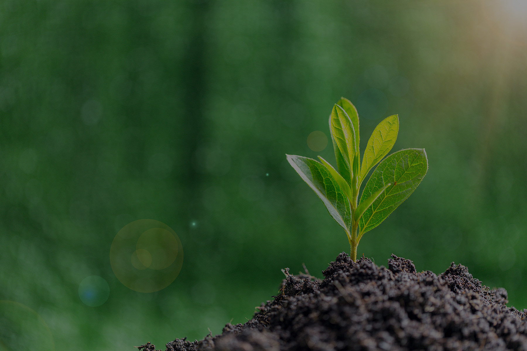 Calibre CPA Group PLLC | Calibre CPA Group